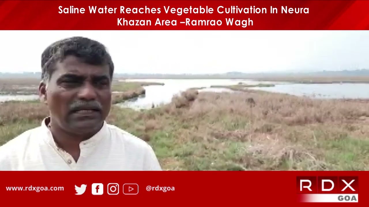 Saline Water Reaches Vegetable Cultivation In Neura Khazan Area –Ramrao ...