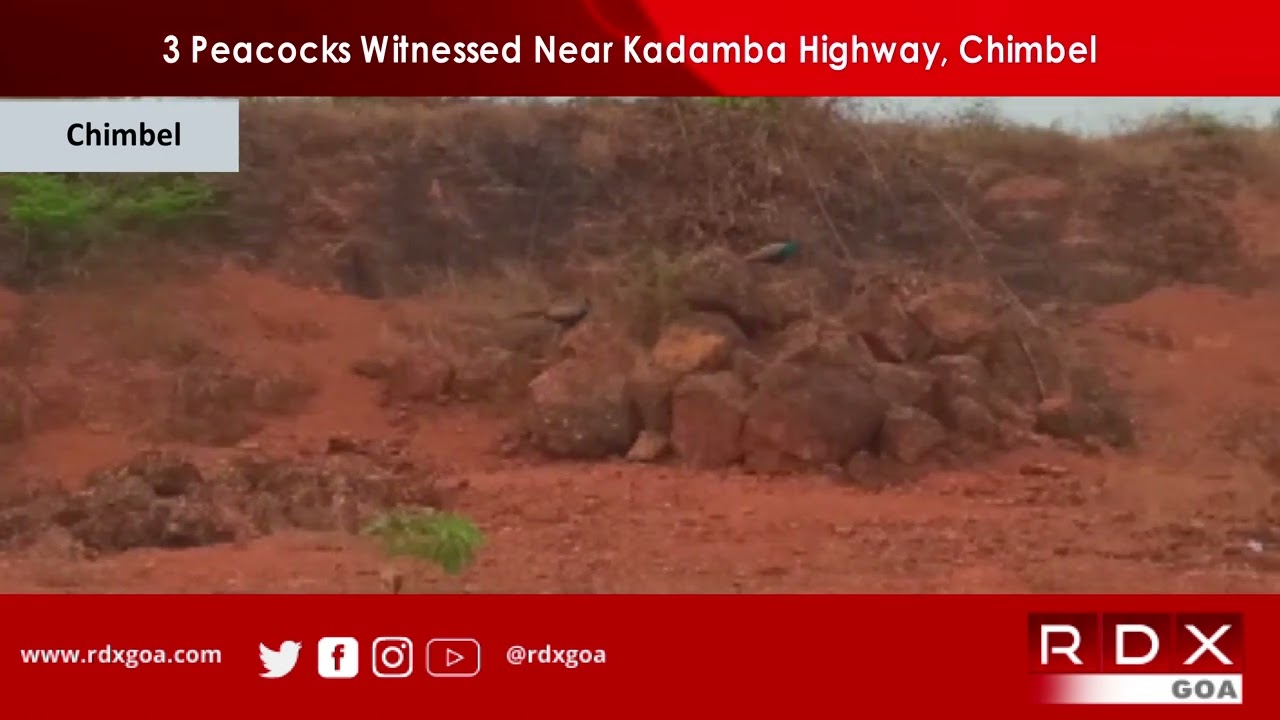 3 Peacocks Witnessed Near Kadamba Highway, Chimbel - RDX Goa