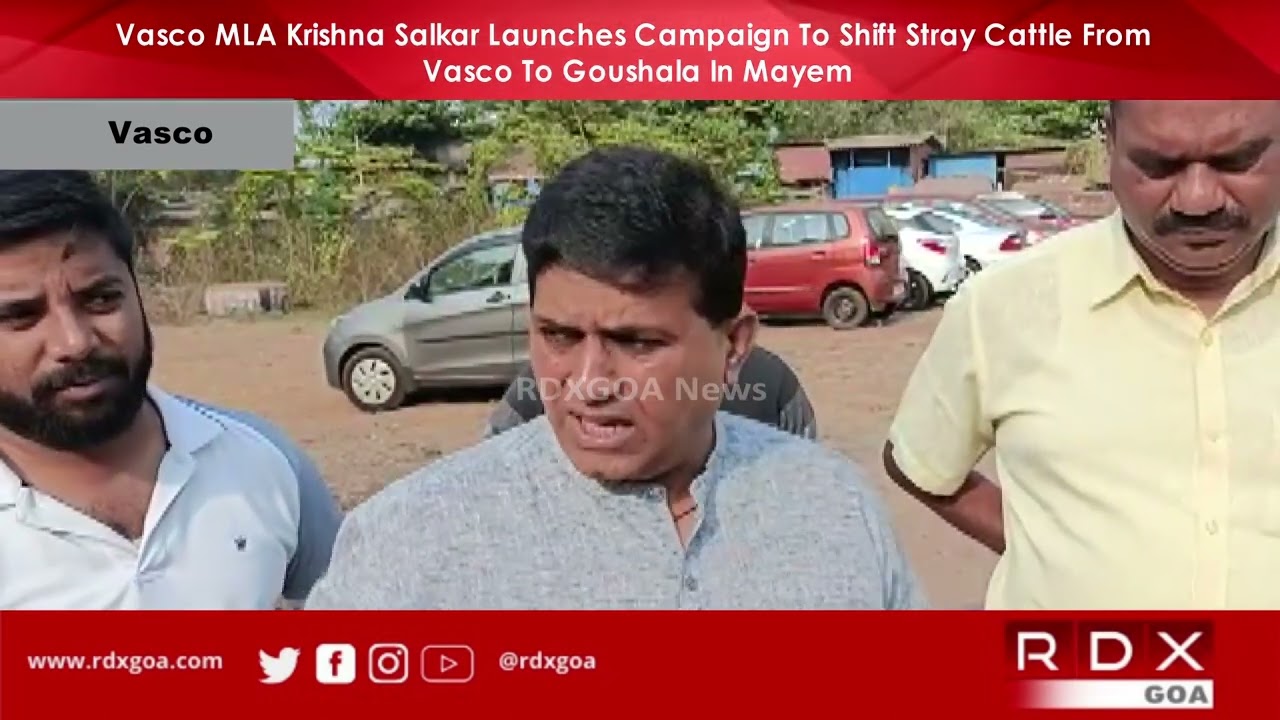 Vasco MLA Krishna Salkar Launches Campaign To Shift Stray Cattle From ...