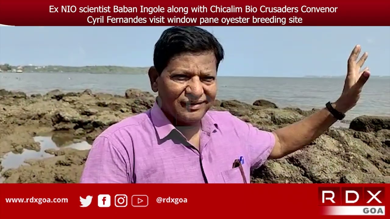 Ex NIO scientist Baban Ingole visit window pane oyester breeding site - RDX Goa