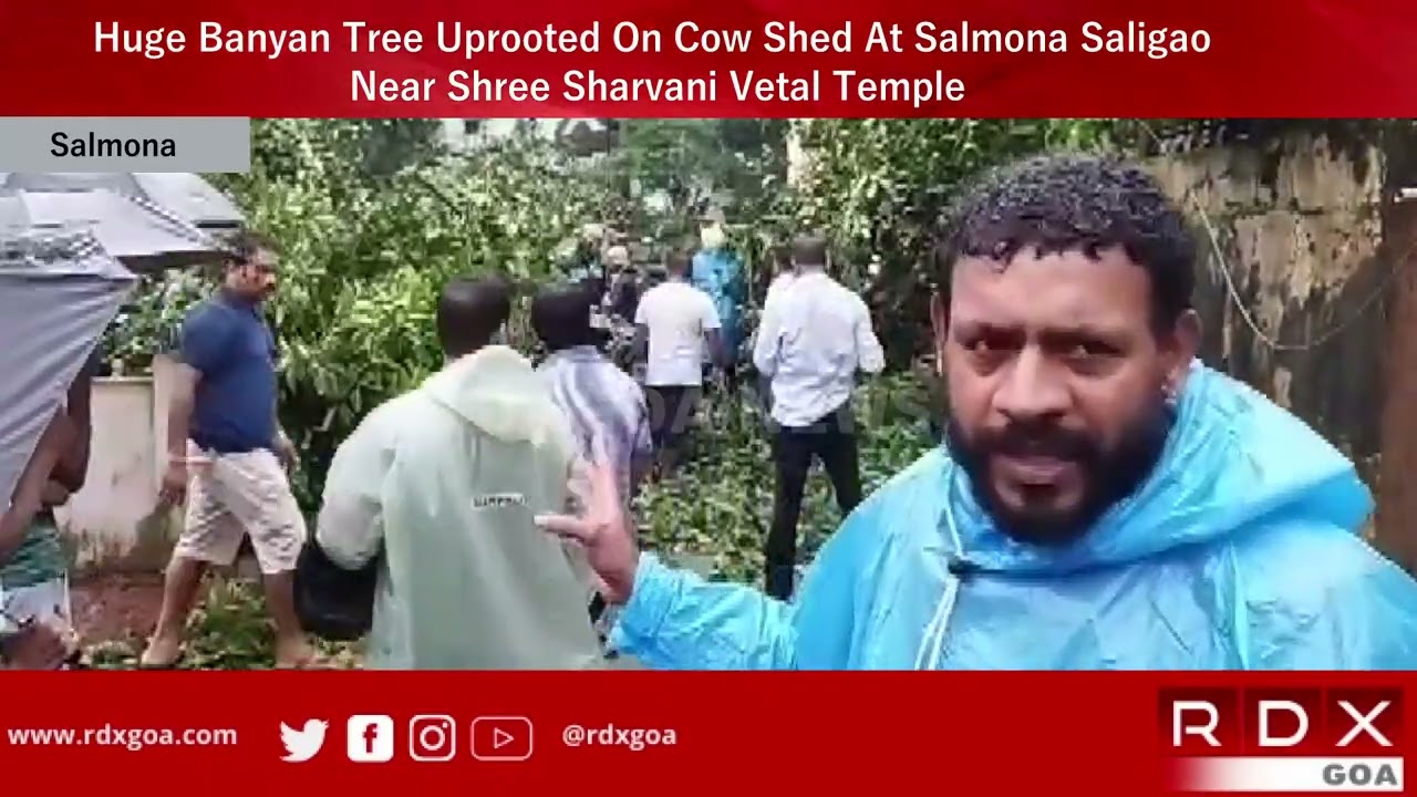 Huge Banyan Tree Uprooted On Cow Shed At Salmona Saligao Near Shree ...