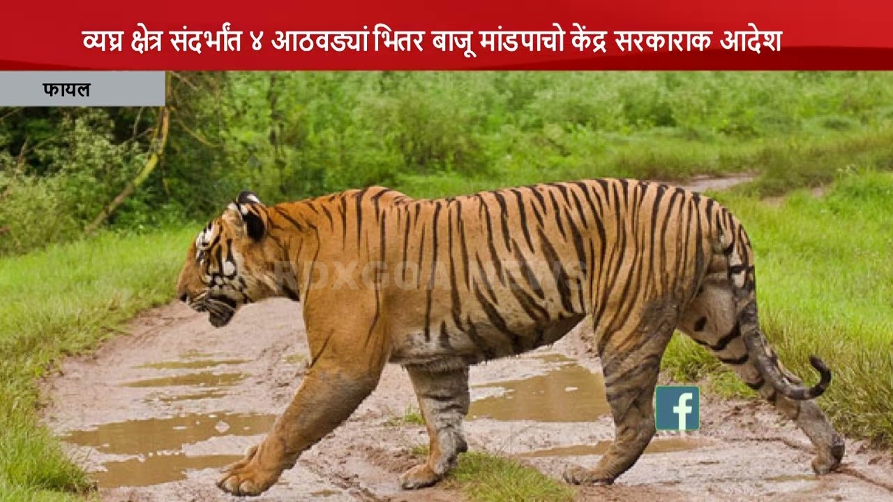 Tiger Reserve SLP - RDX Goa