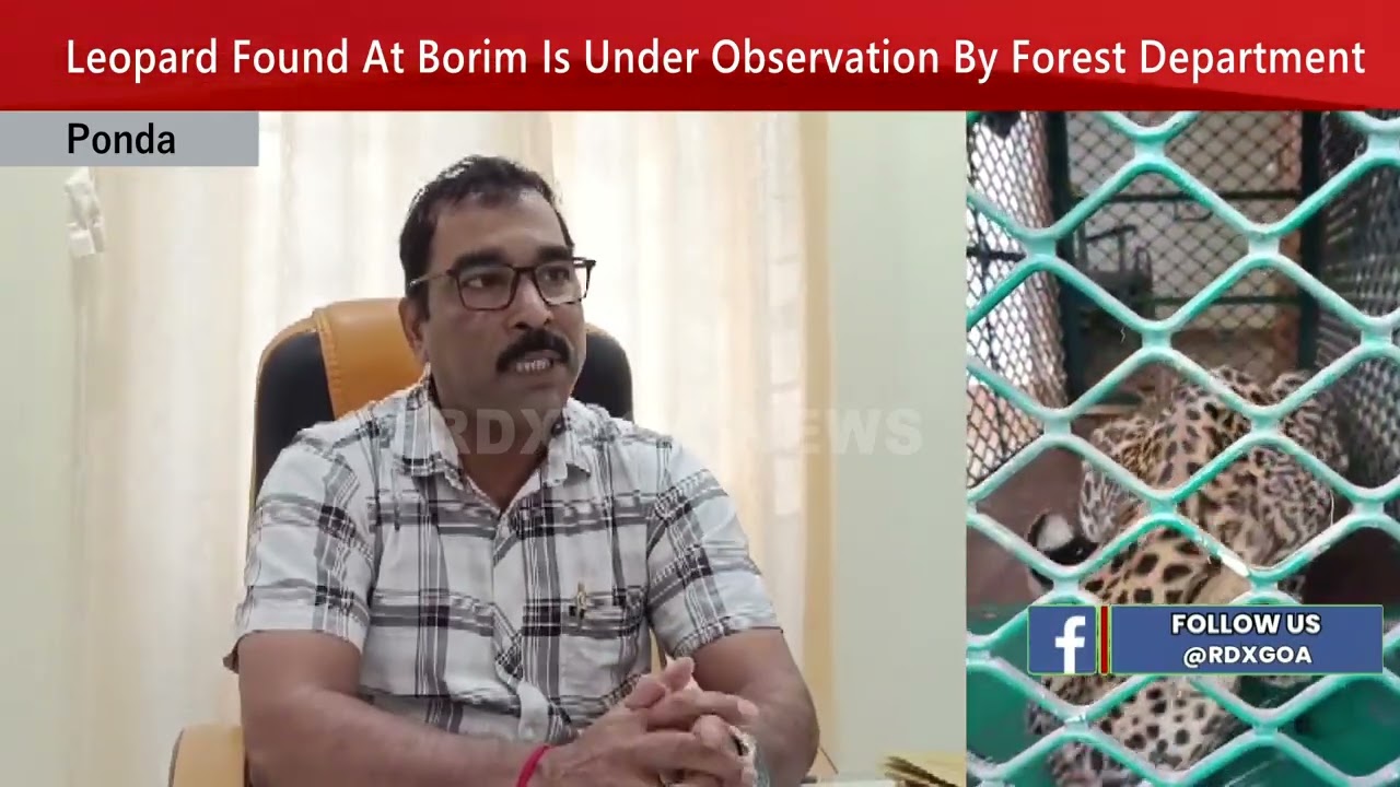 Leopard Found At Borim Is Under Observation By Forest Department - RDX Goa