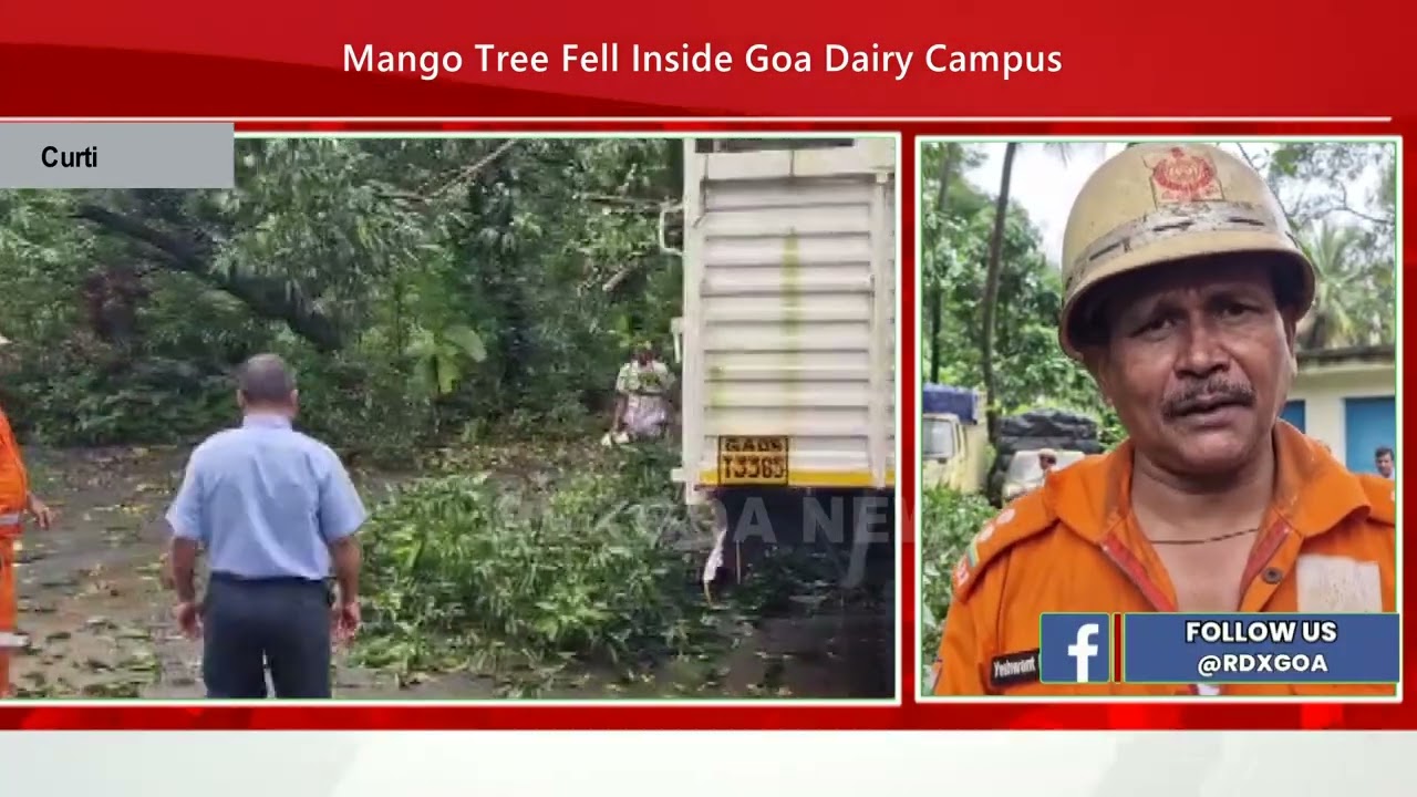 Mango Tree Fell Inside Goa Dairy Campus - RDX Goa