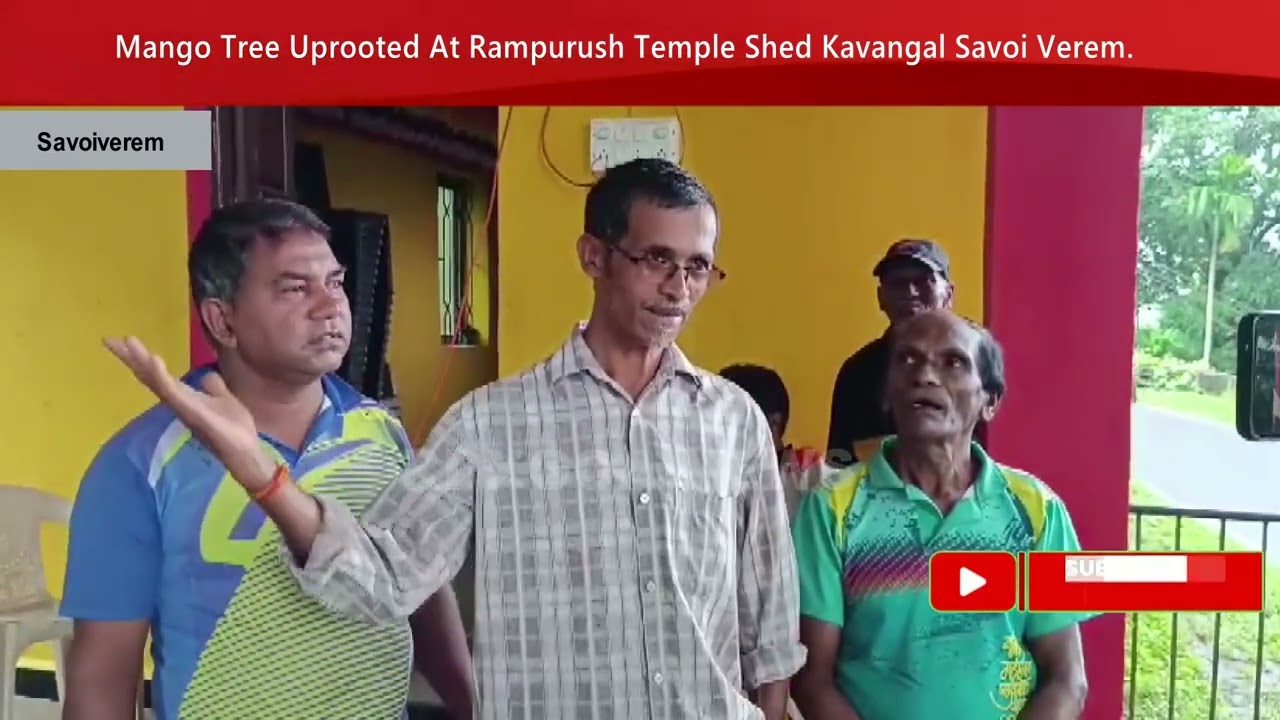 Mango Tree Uprooted At Rampurush Temple Shed Kavangal Savoi Verem - RDX Goa