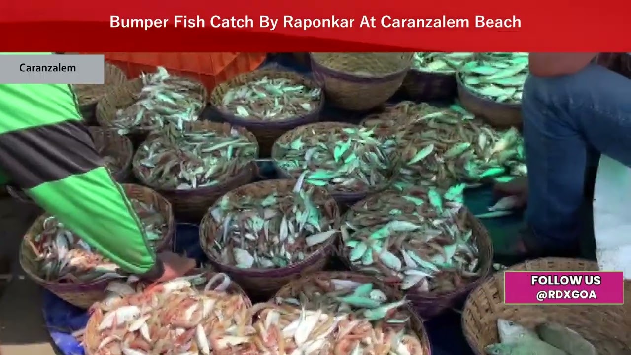 Bumper Fish Catch By Raponkar At Caranzalem Beach - RDX Goa