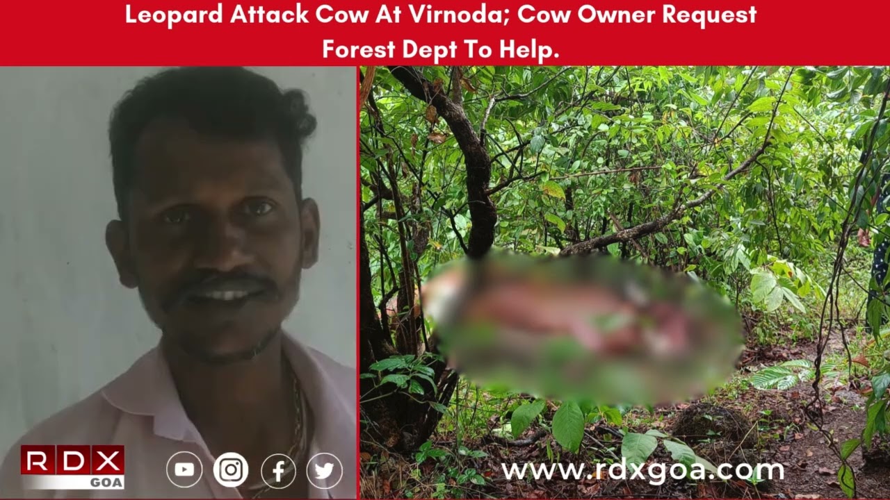 Leopard Attack Cow At Virnoda; Cow Owner Request Forest Dept To Help ...
