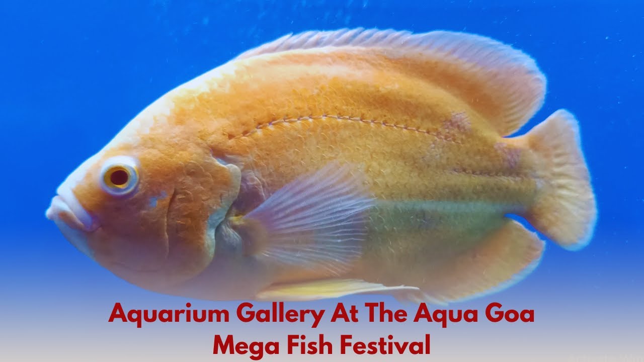 Aquarium Gallery At The Aqua Goa Mega Fish Festival, 2025 - RDX Goa