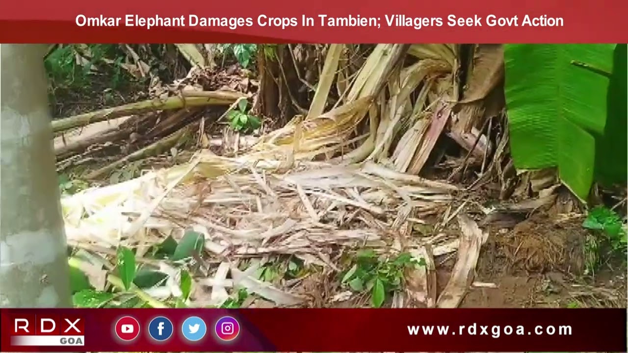 Omkar Elephant Damages Crops In Tambien; Villagers Seek Govt Action ...
