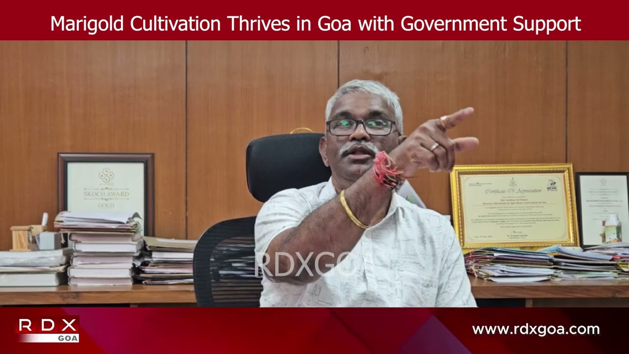Marigold Cultivation Thrives in Goa with Government Support - RDX Goa